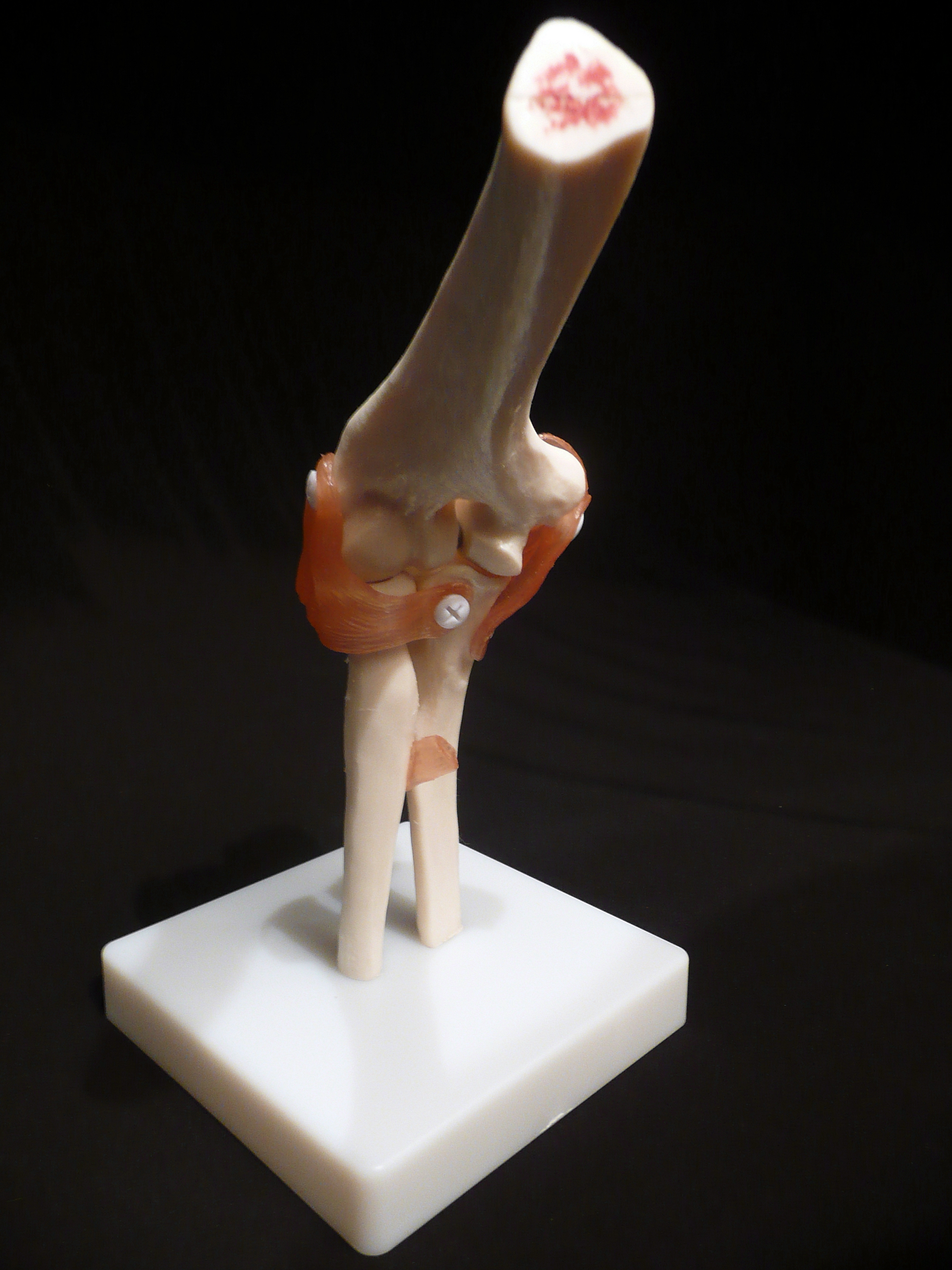 Life-Size Anatomical Human Elbow Joint Model | Joints – Store – Medical ...