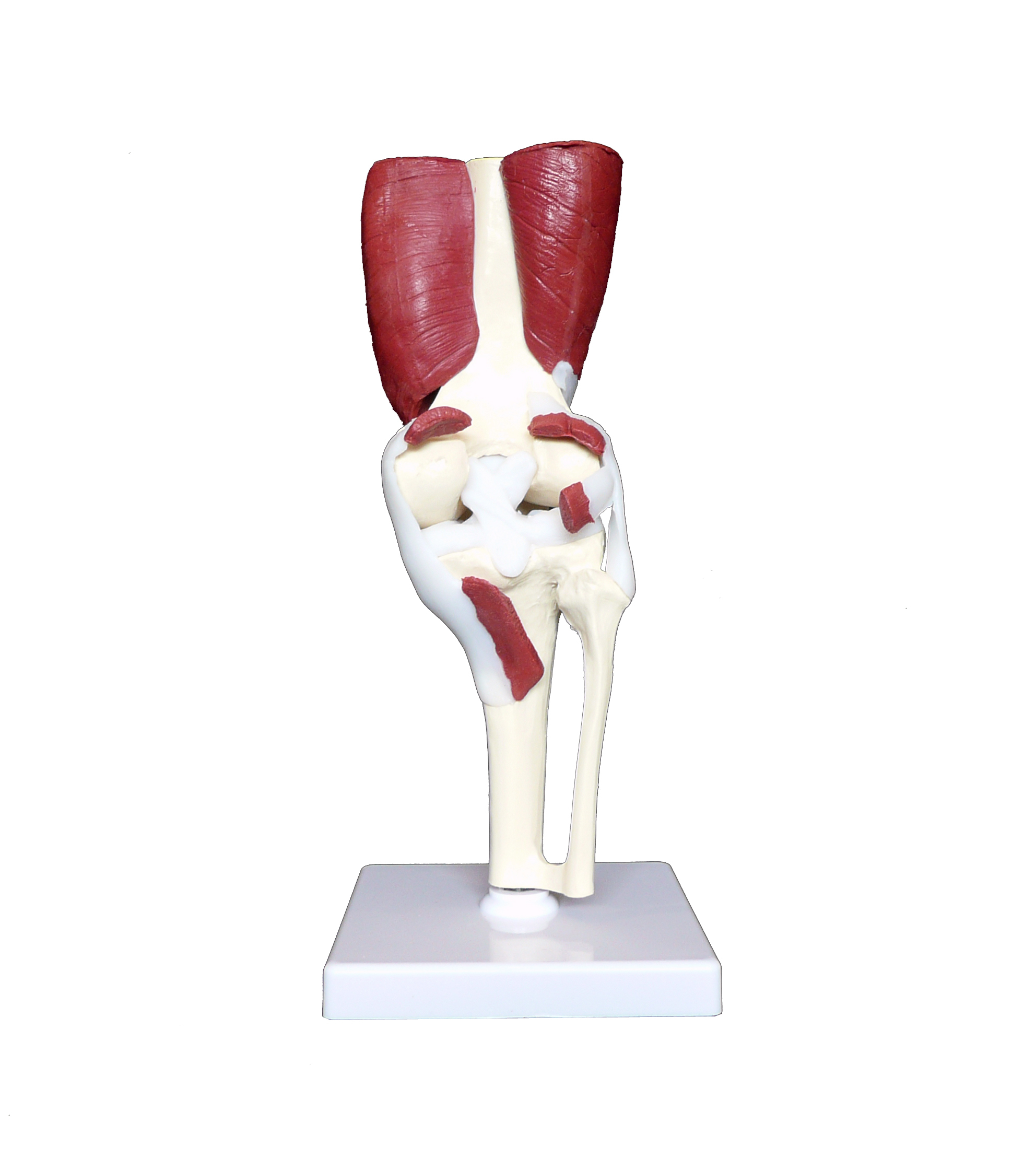 Anatomical Human Advanced Knee Joint Muscle Model | Joints – Products ...