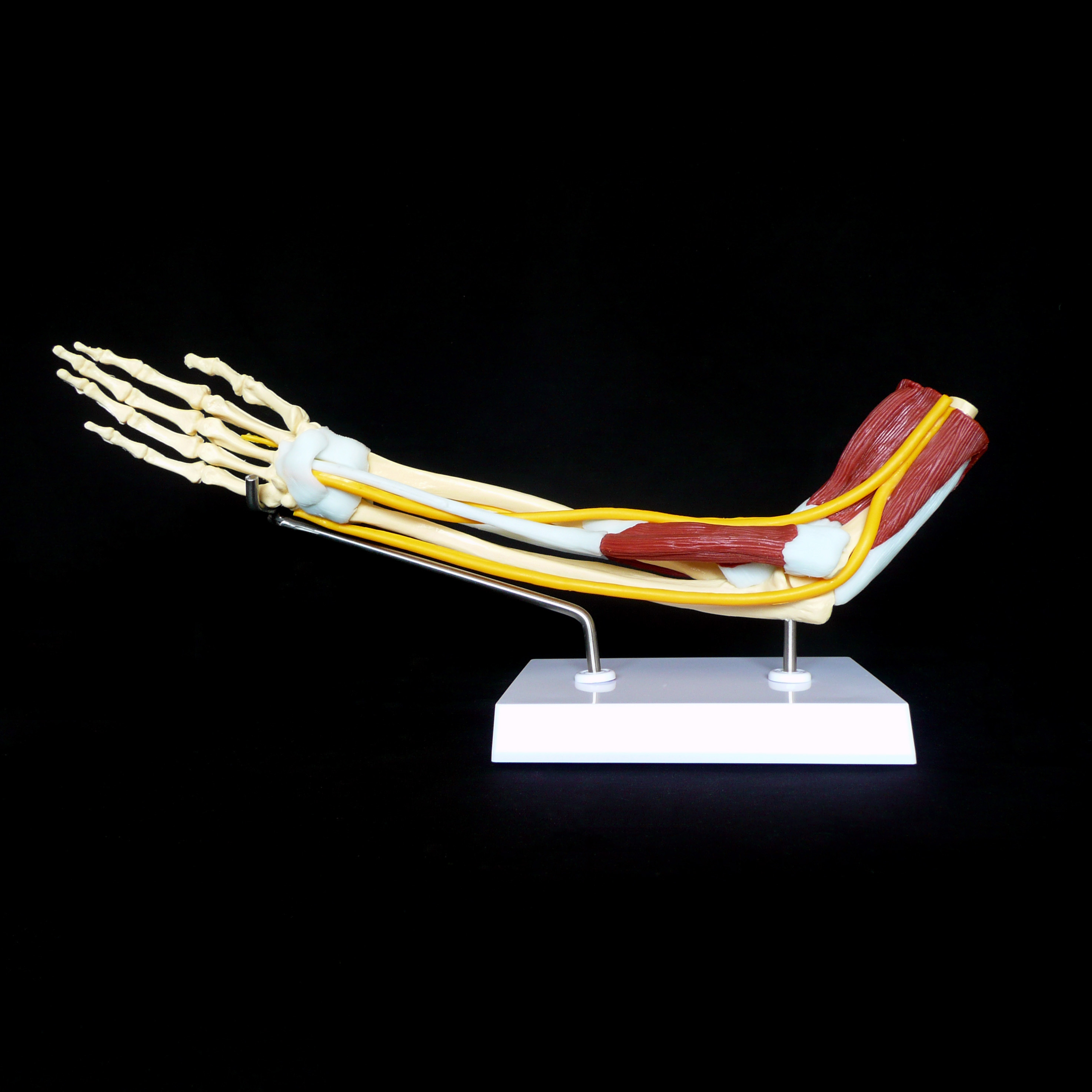 Anatomical Human Advanced Elbow Joint Muscle Arm Model | Joints ...