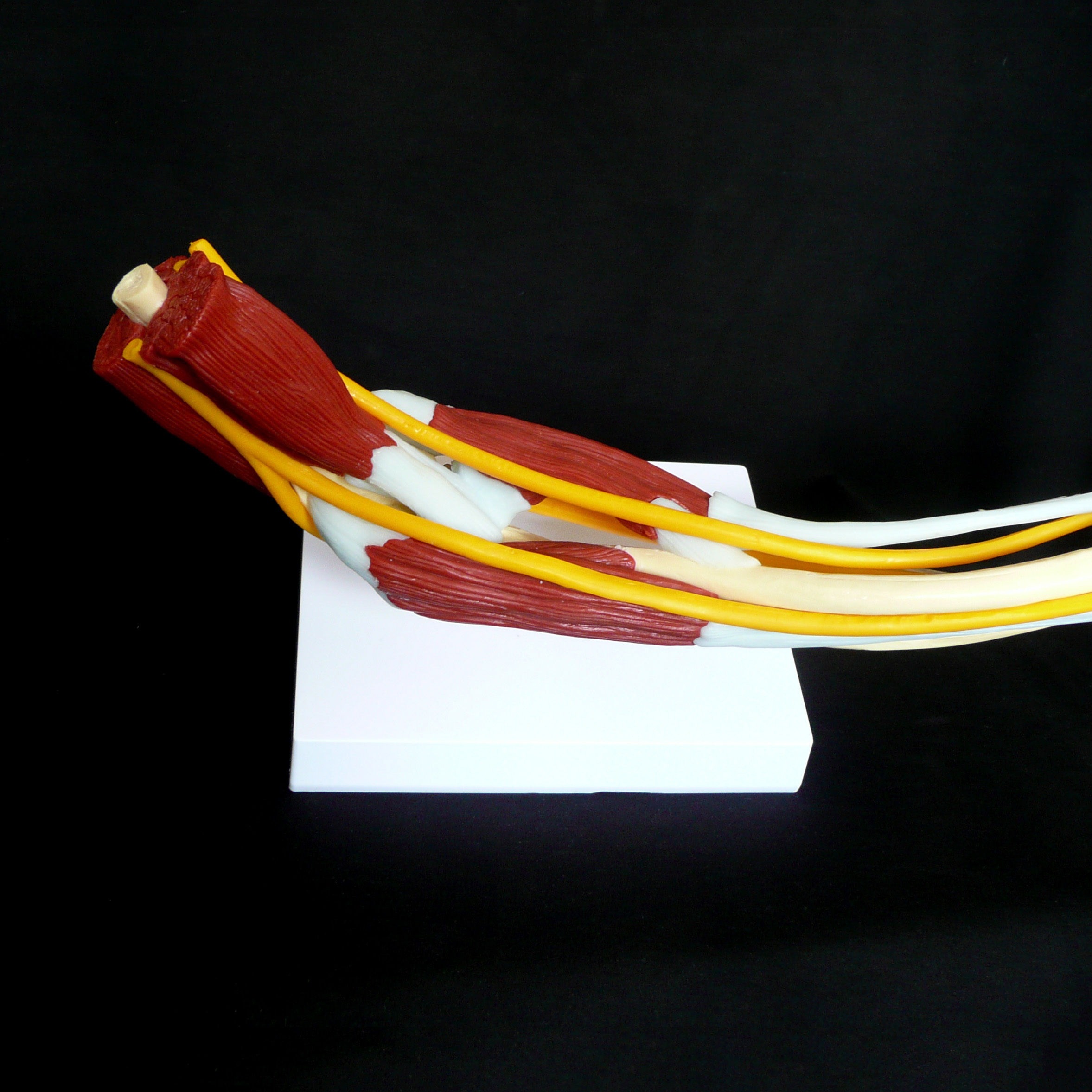 Anatomical Human Advanced Elbow Joint Muscle Arm Model | Joints ...