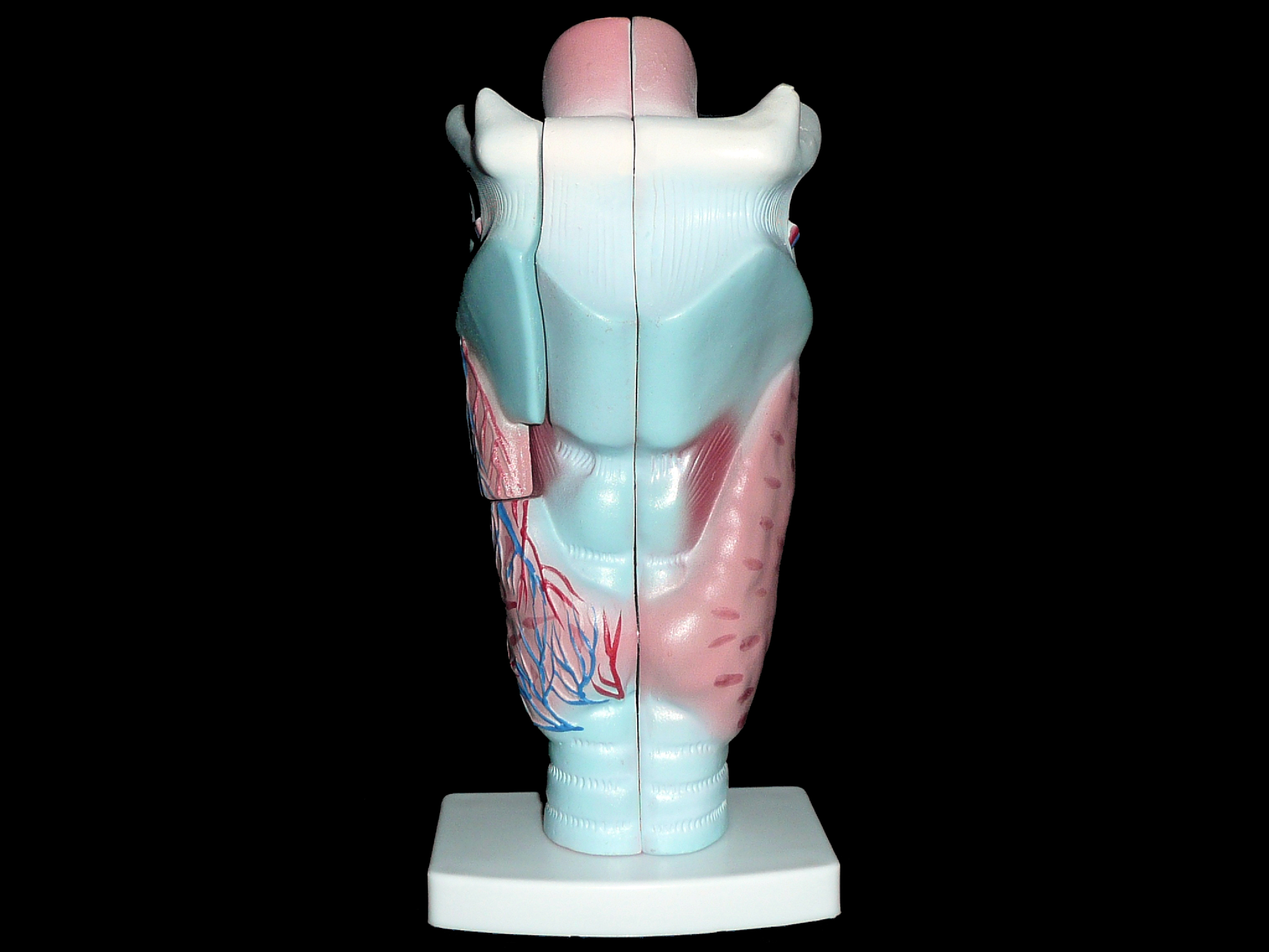 Anatomical Human Enlarged Larynx Model | Head and Throat Anatomy ... Anatomical Human Enlarged Larynx Model | Head and Throat Anatomy ...