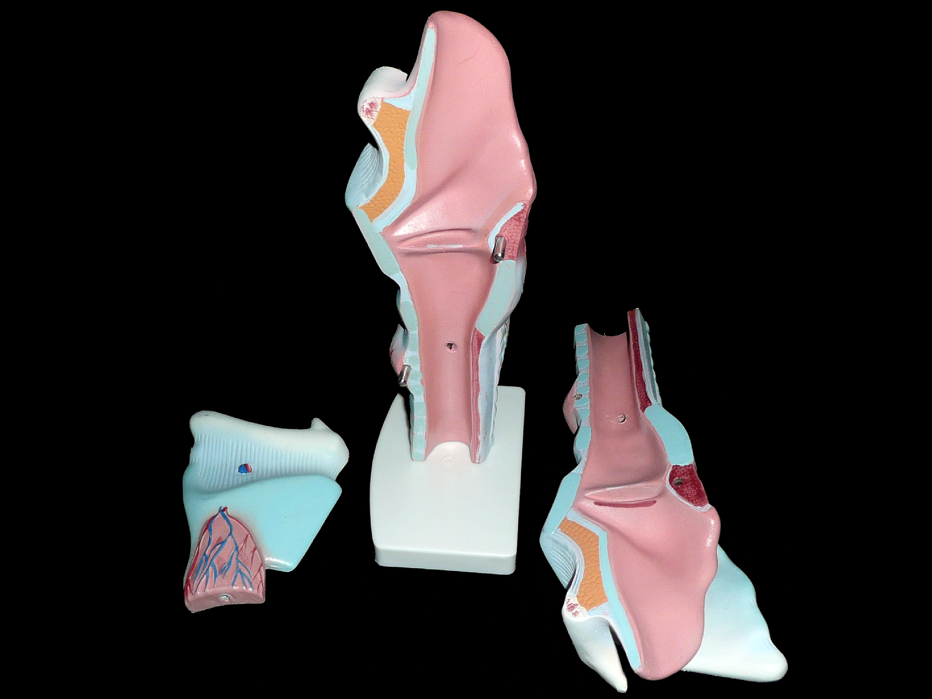 Anatomical Human Enlarged Larynx Model | Head and Throat Anatomy ... Anatomical Human Enlarged Larynx Model | Head and Throat Anatomy ...