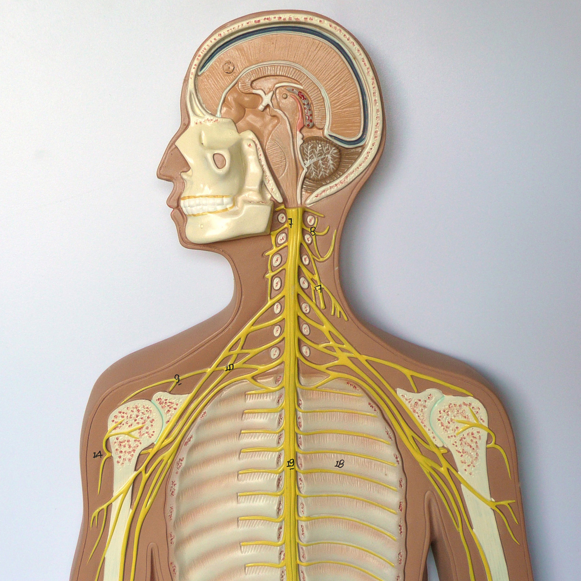 Anatomical Human Nervous System Model | Head and Throat Anatomy – Store ...