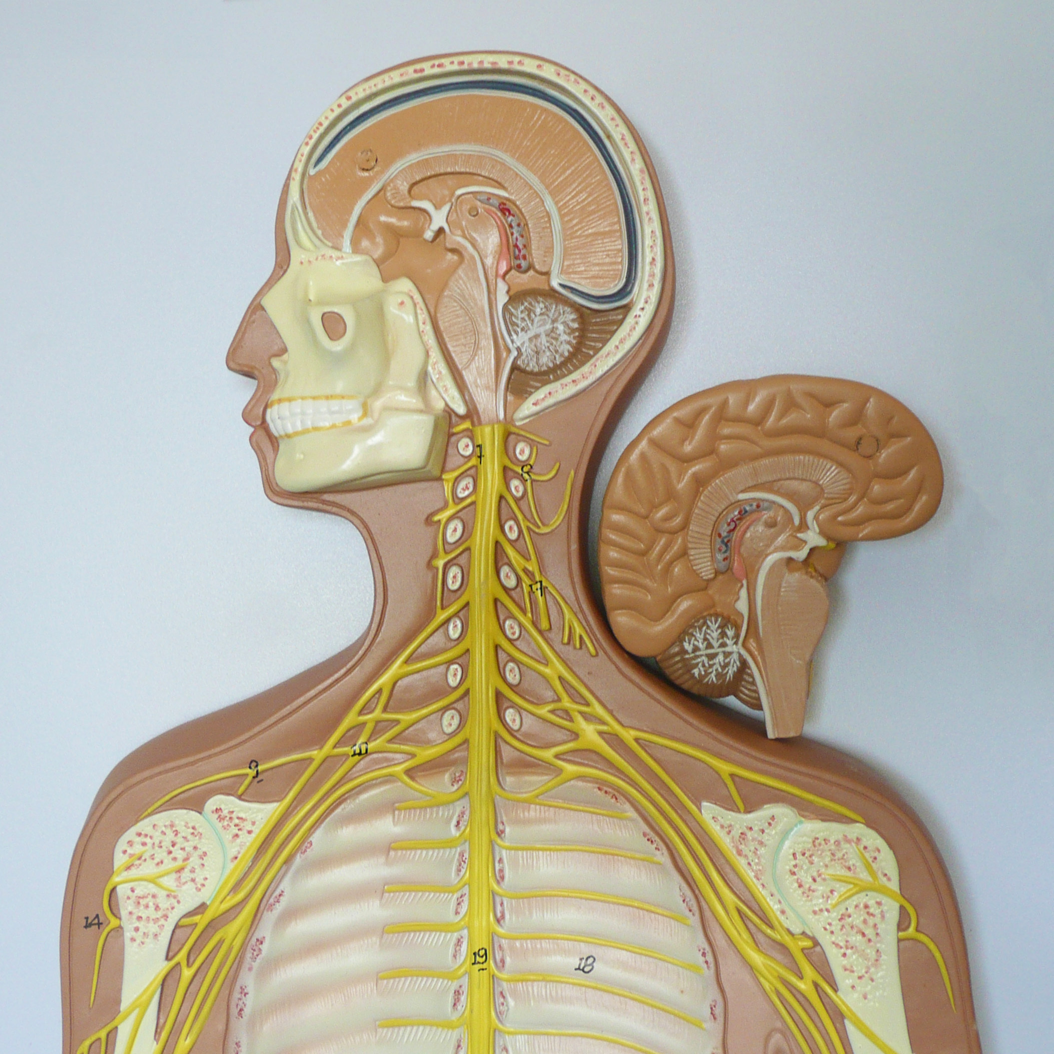 Anatomical Human Nervous System Model | Head and Throat Anatomy – Store ...
