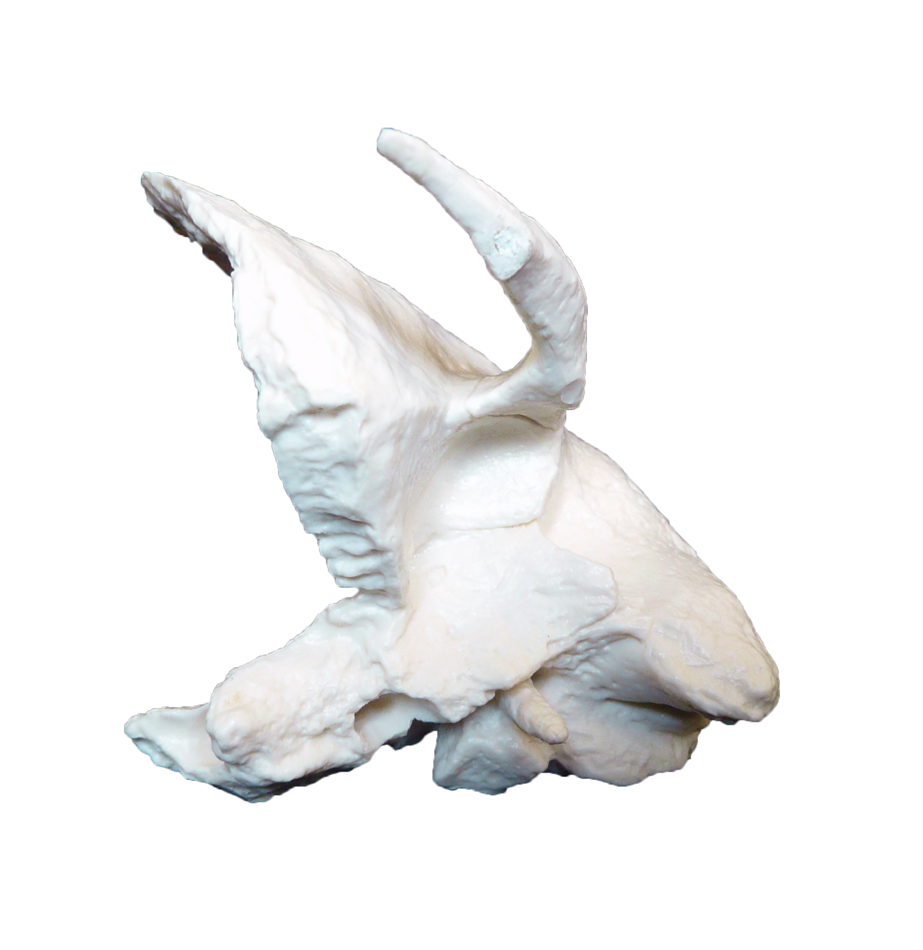 Anatomical Human Temporal Bone Model Skull Models Store Medical Models