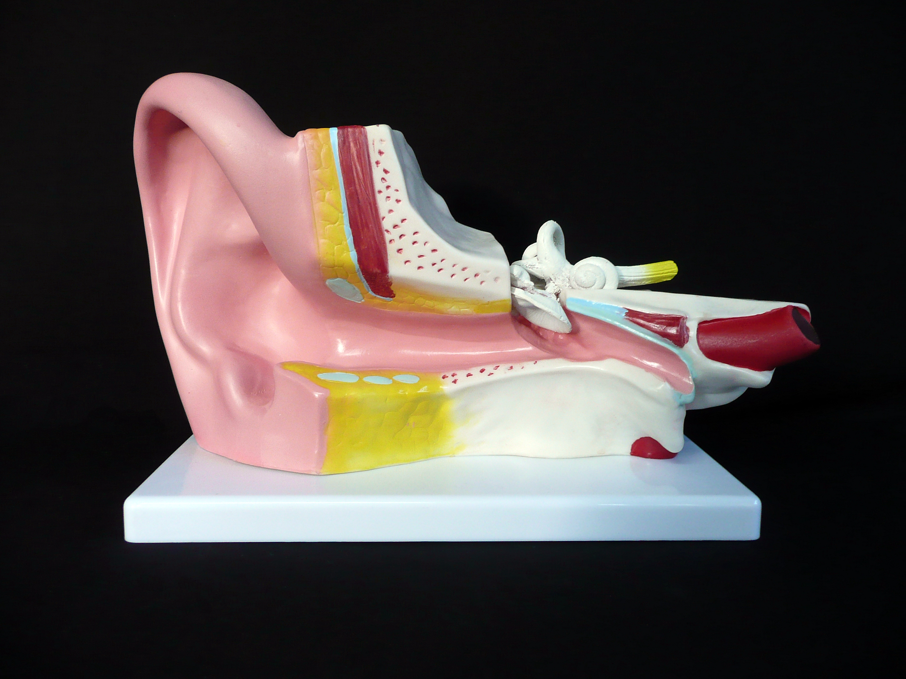 Anatomical Human Middle Ear Model | Ear Models – Products – Medical Models