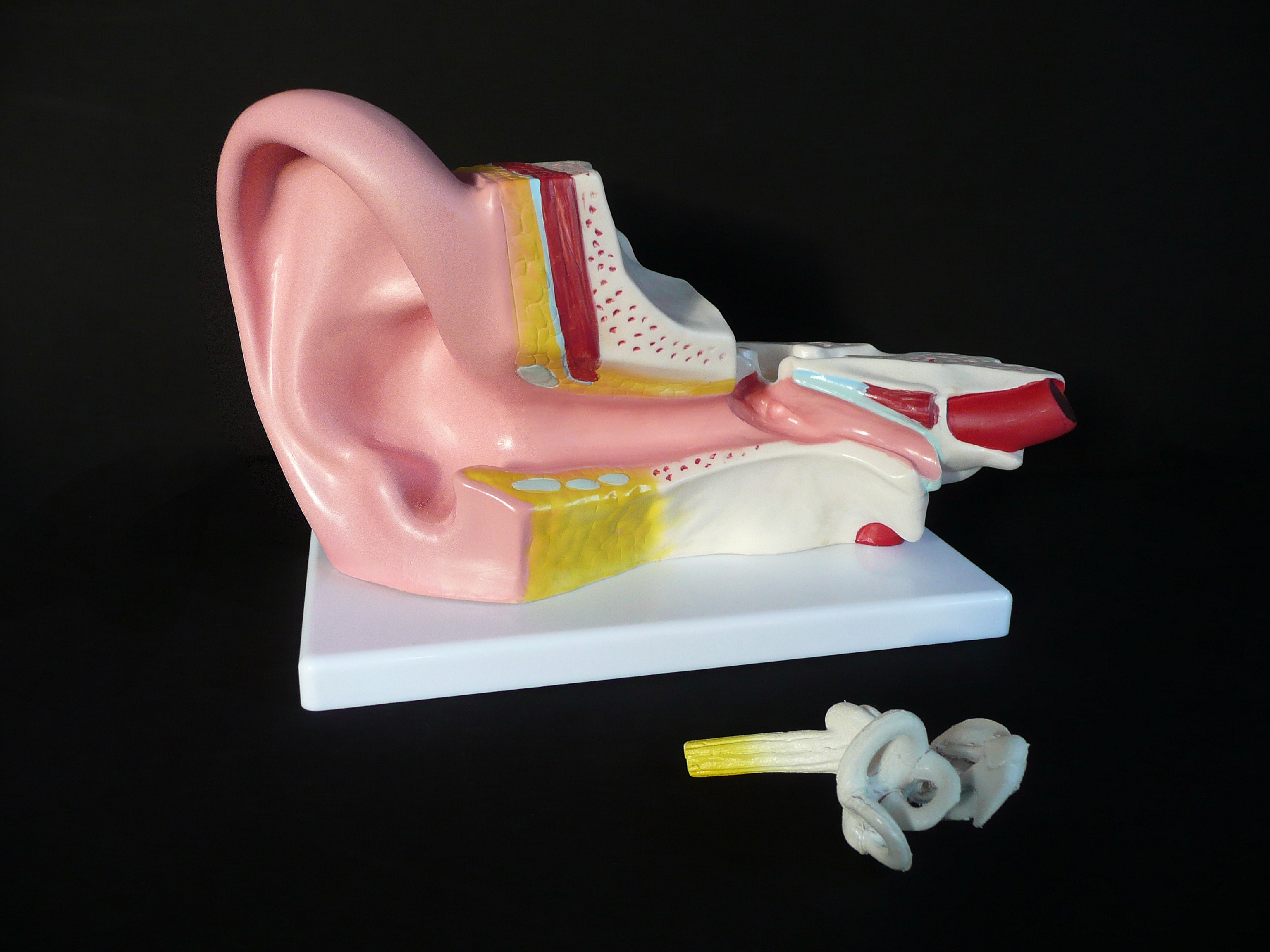Anatomical Human Middle Ear Model | Ear Models – Store – Medical Models