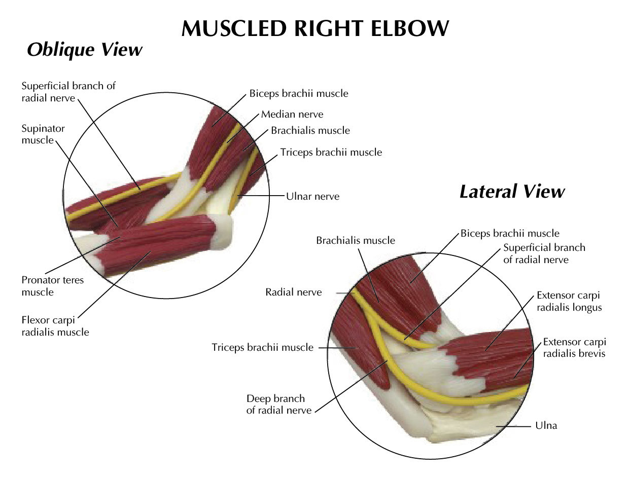 Anatomical Human Advanced Elbow Joint Muscle Arm Model | Joints ...