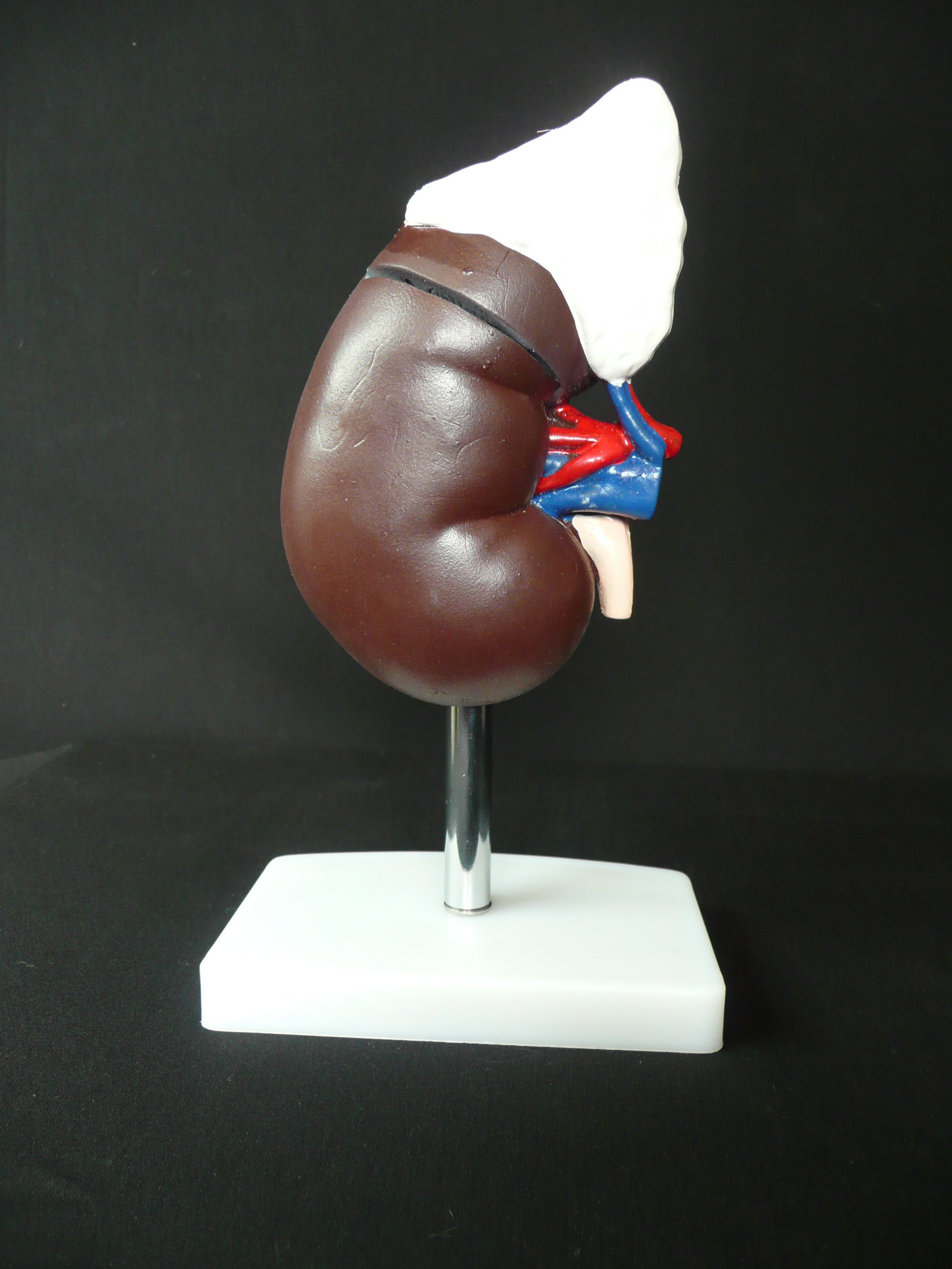 Anatomical Human Kidney with Adrenal Gland Model | Organs – Store ...