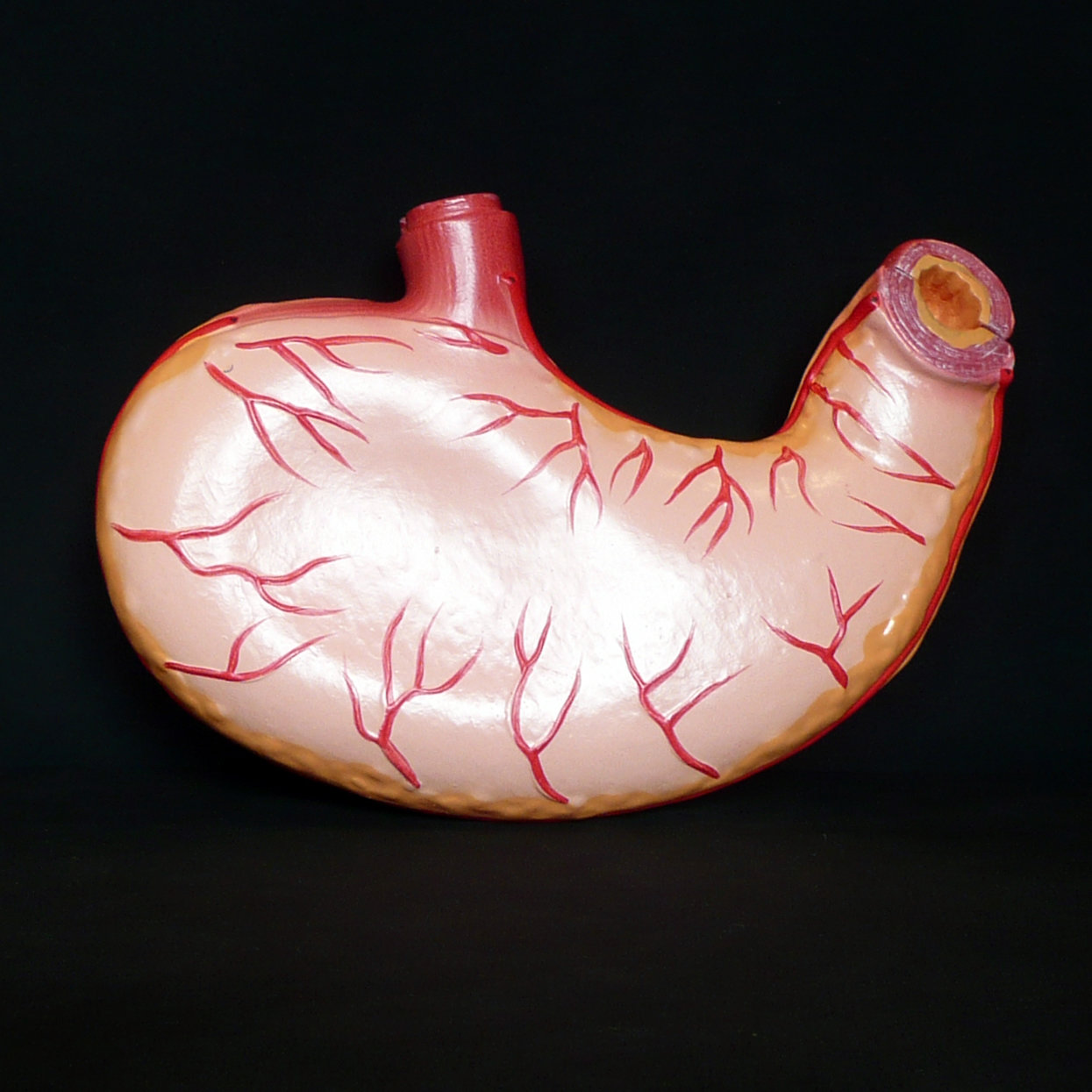 Anatomical Human Stomach Model | Organs – Products – Medical Models