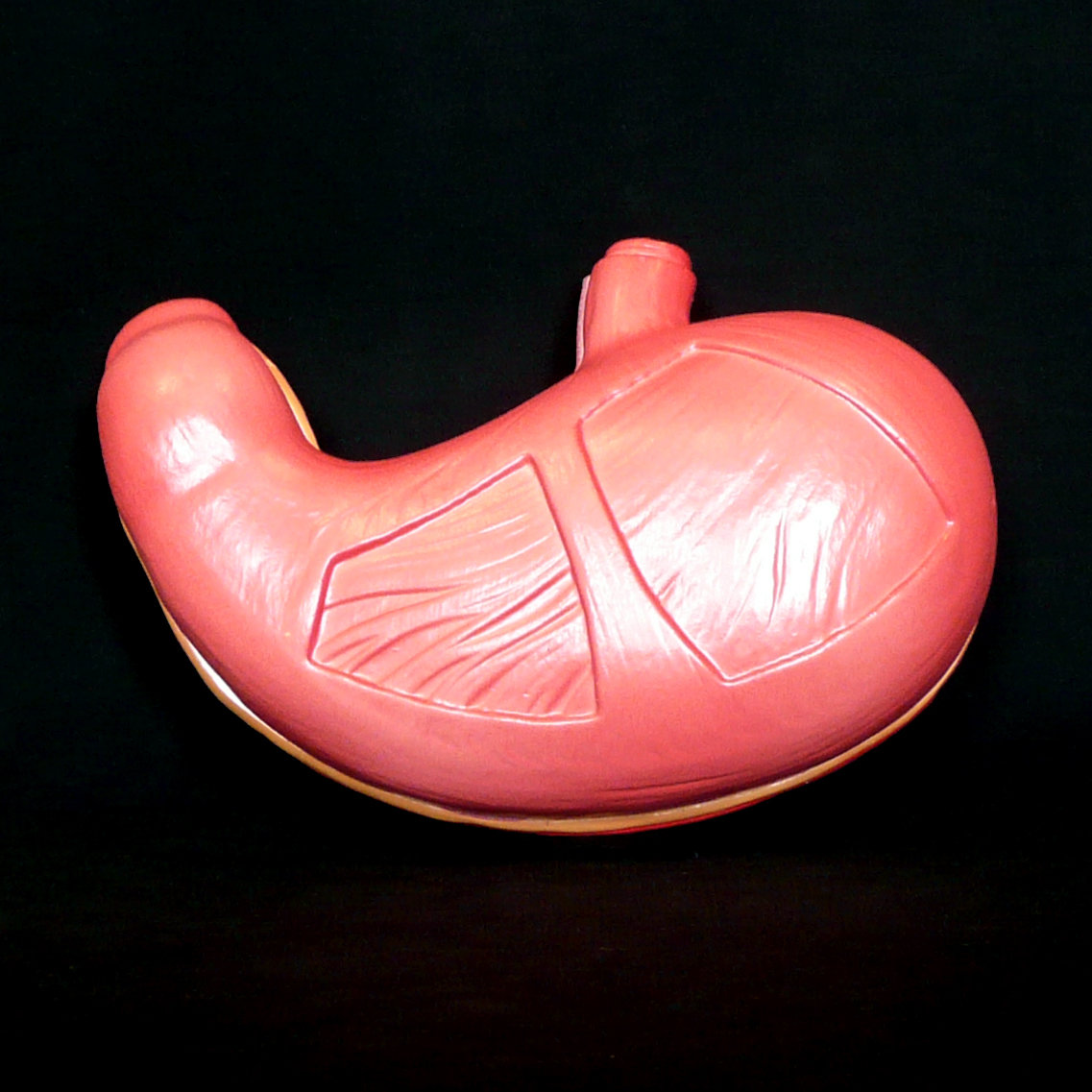 Anatomical Human Stomach Model | Organs – Products – Medical Models
