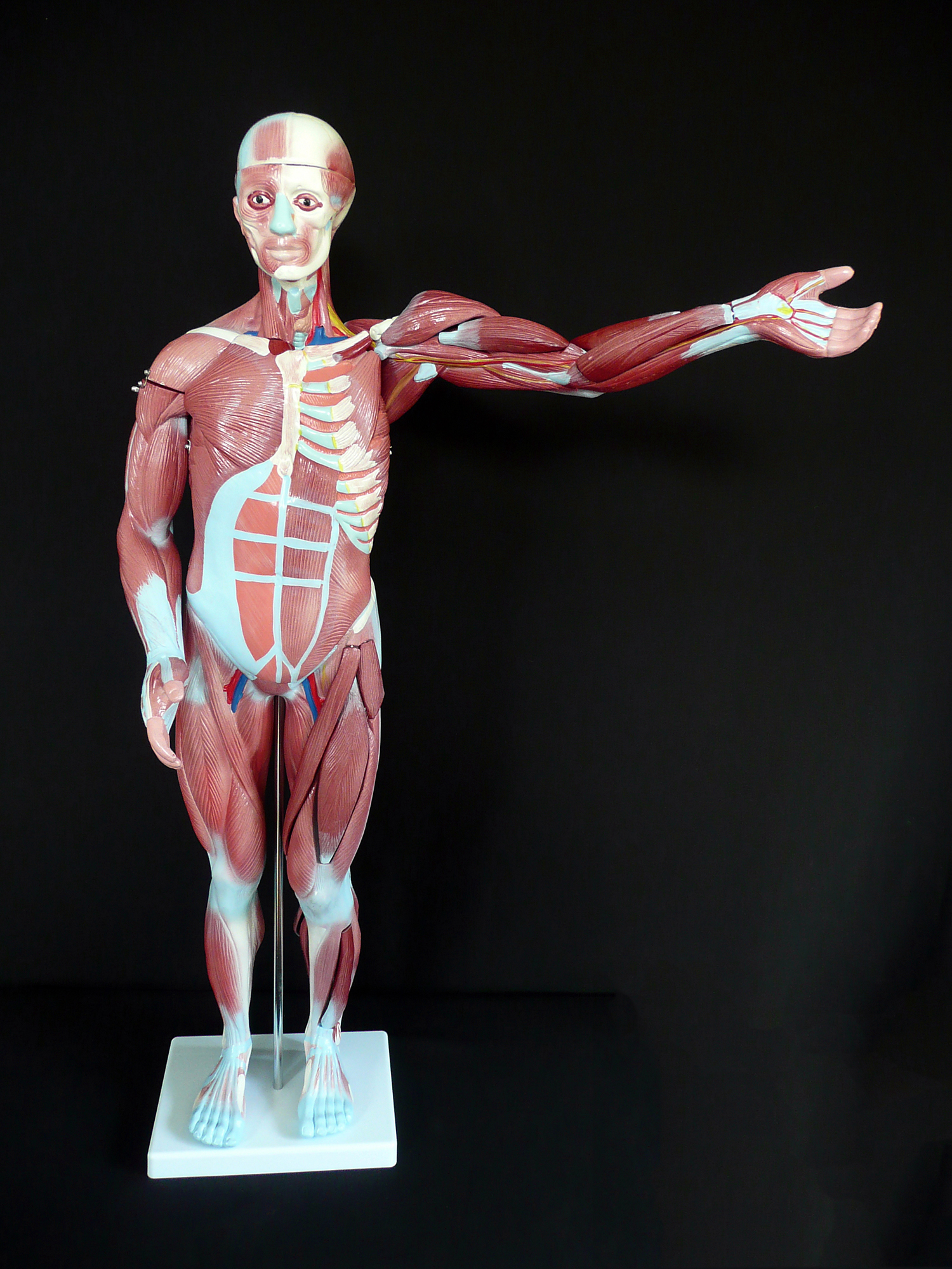 Anatomical Human 80cm Tall Muscular System Model | Muscle Models ...