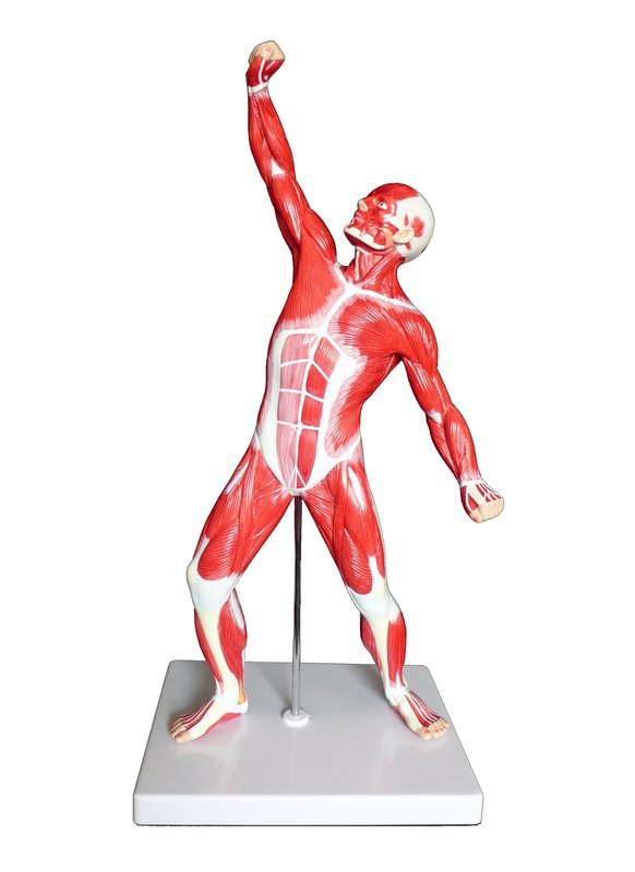 Products – Medical Models