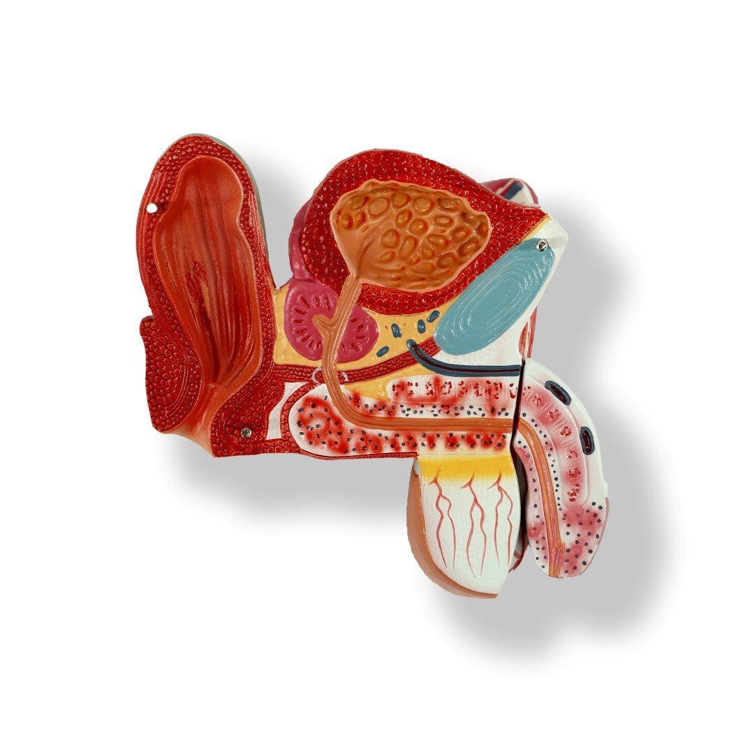 Anatomical Human Male Pelvic Section Model Male Anatomy Products