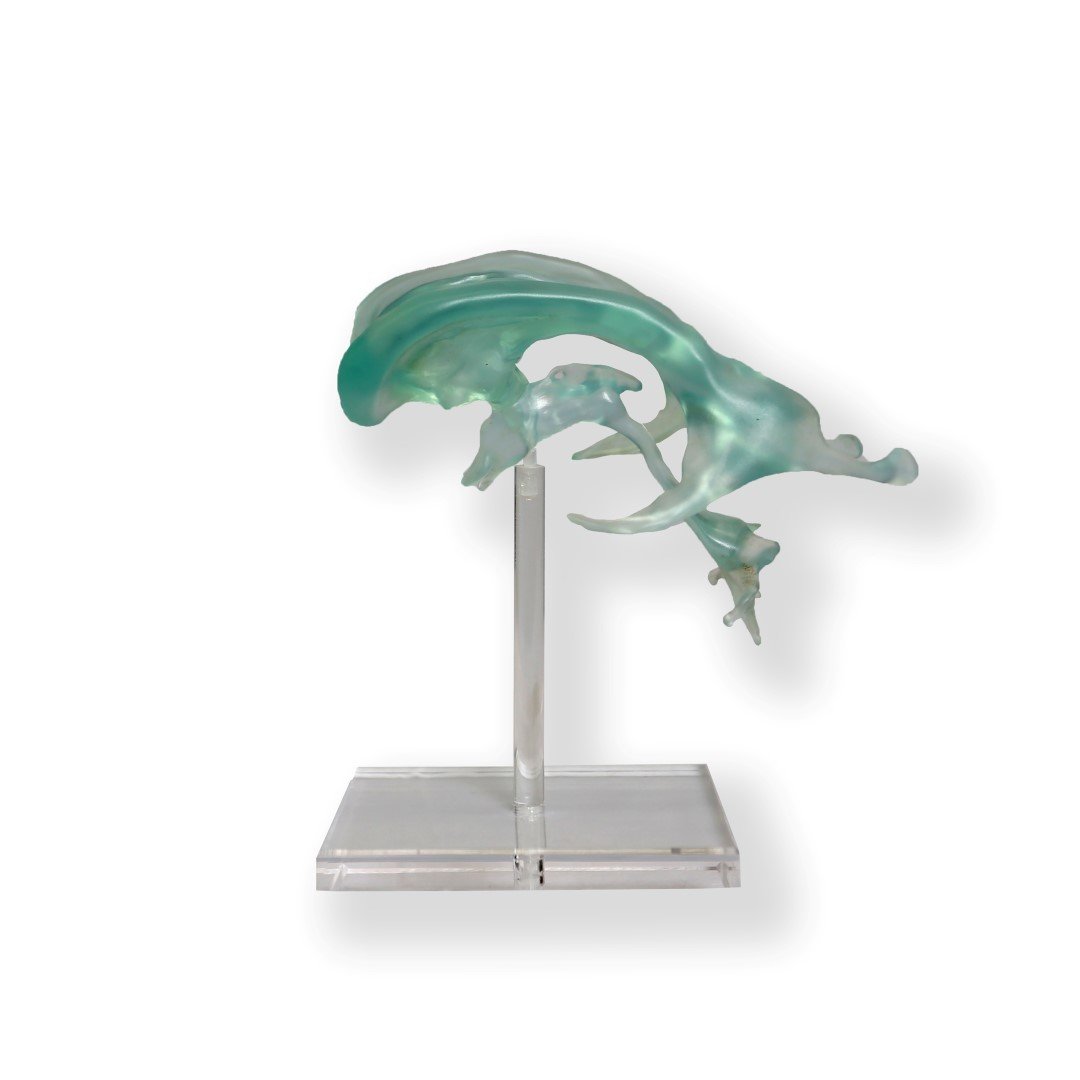 Human Brain Ventricle Anatomical Model | Brain Models – Store – Medical ...