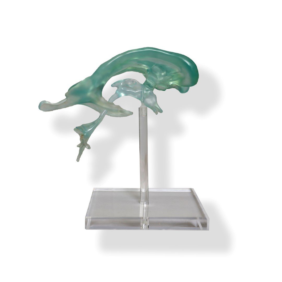 Human Brain Ventricle Anatomical Model | Brain Models – Store – Medical ...