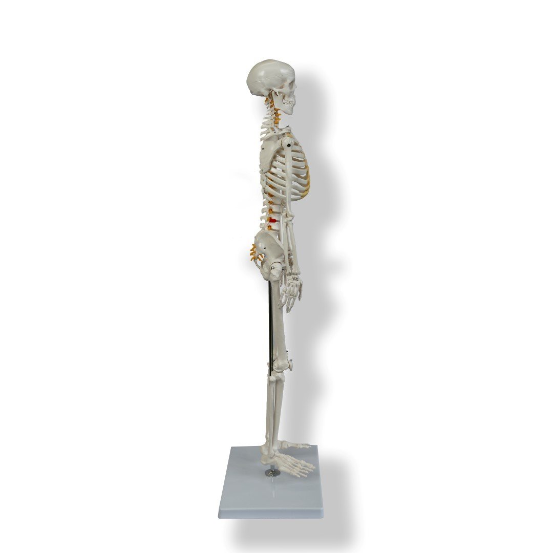 85cm Tall Anatomical Human Skeleton with Flexible Spine Model ...