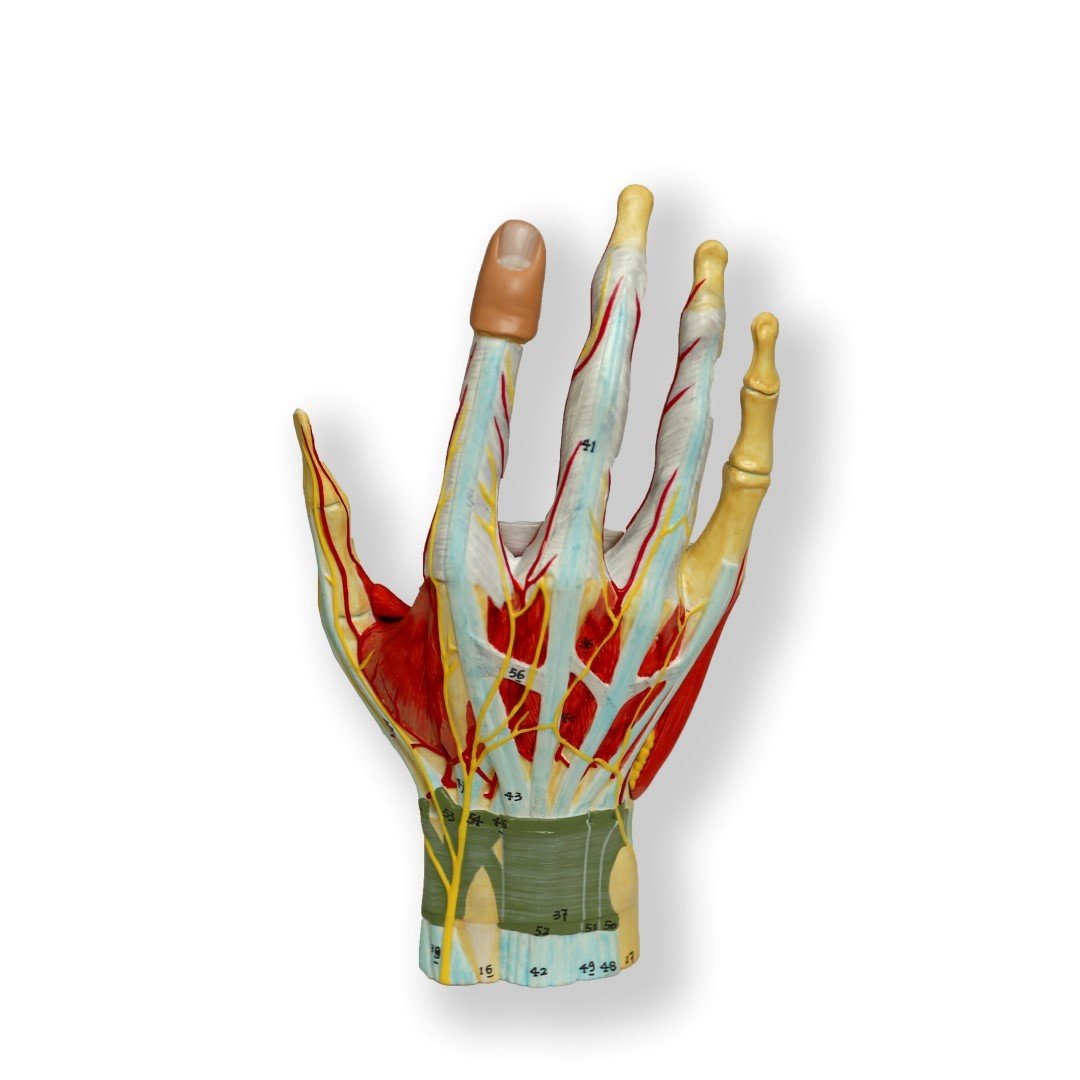 Anatomical Human Advanced Hand/Wrist Joint Muscle Model | Joints ...