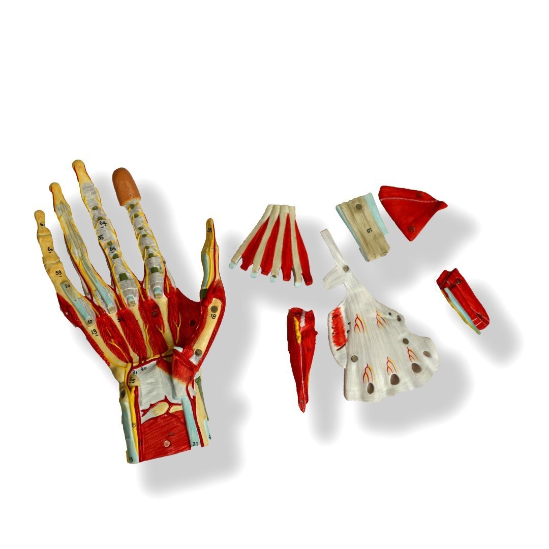 Anatomical Human Advanced Hand/Wrist Joint Muscle Model | Joints ...