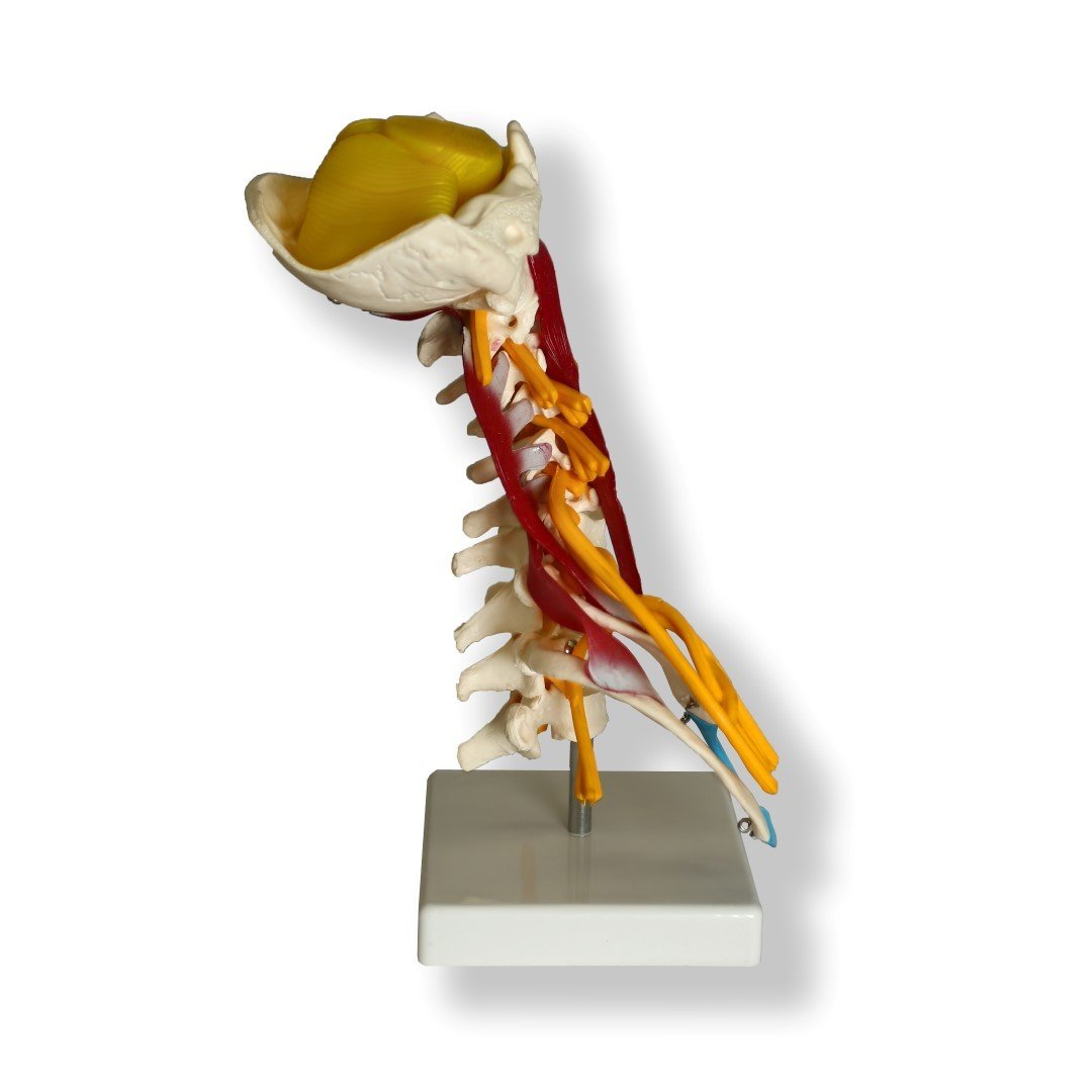 Anatomical Human Cervical Vertebrae Muscle Model | Vertebrae and ...
