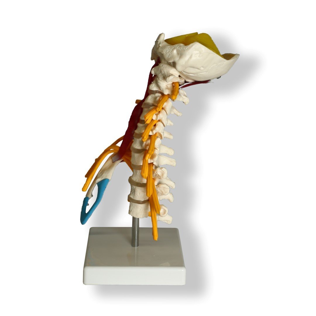 Anatomical Human Cervical Vertebrae Muscle Model | Vertebrae and ...