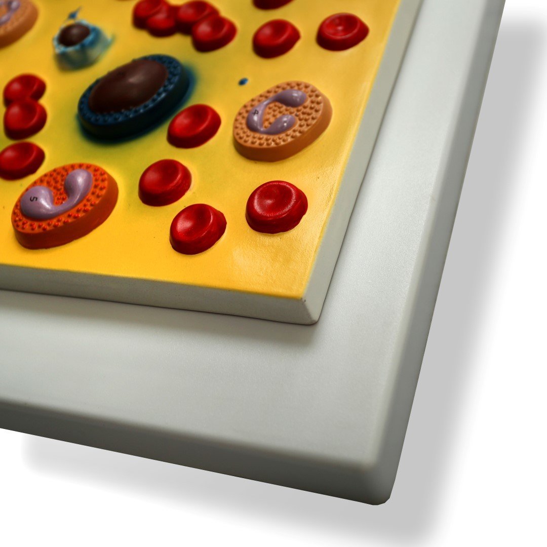 Anatomical Model of Human Blood Cells | Nursing and Training Models ...