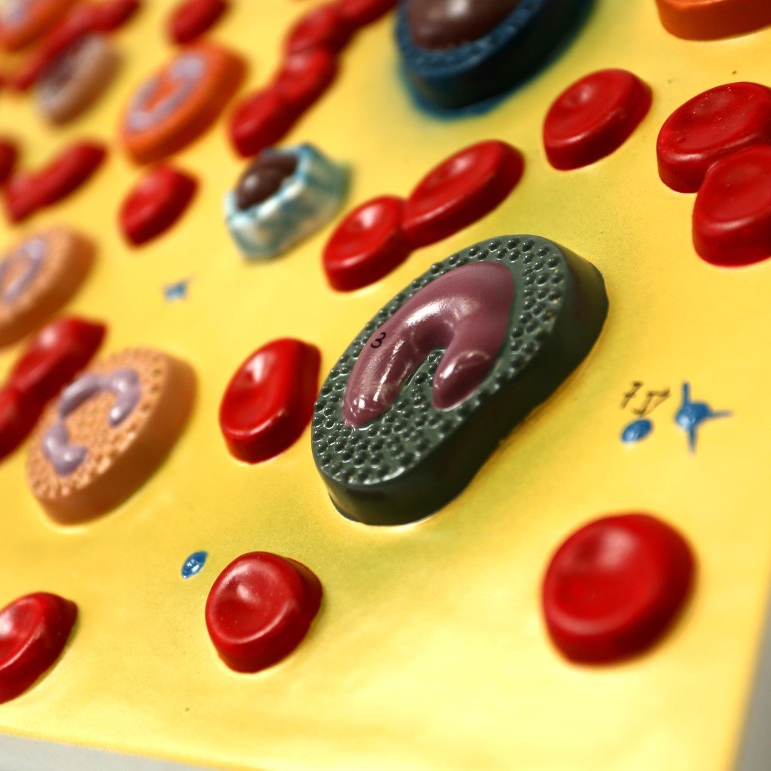 Anatomical Model of Human Blood Cells | Nursing and Training Models ...