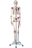 Advanced 180cm Tall Life-Size Human Anatomical Skeleton Model with ...