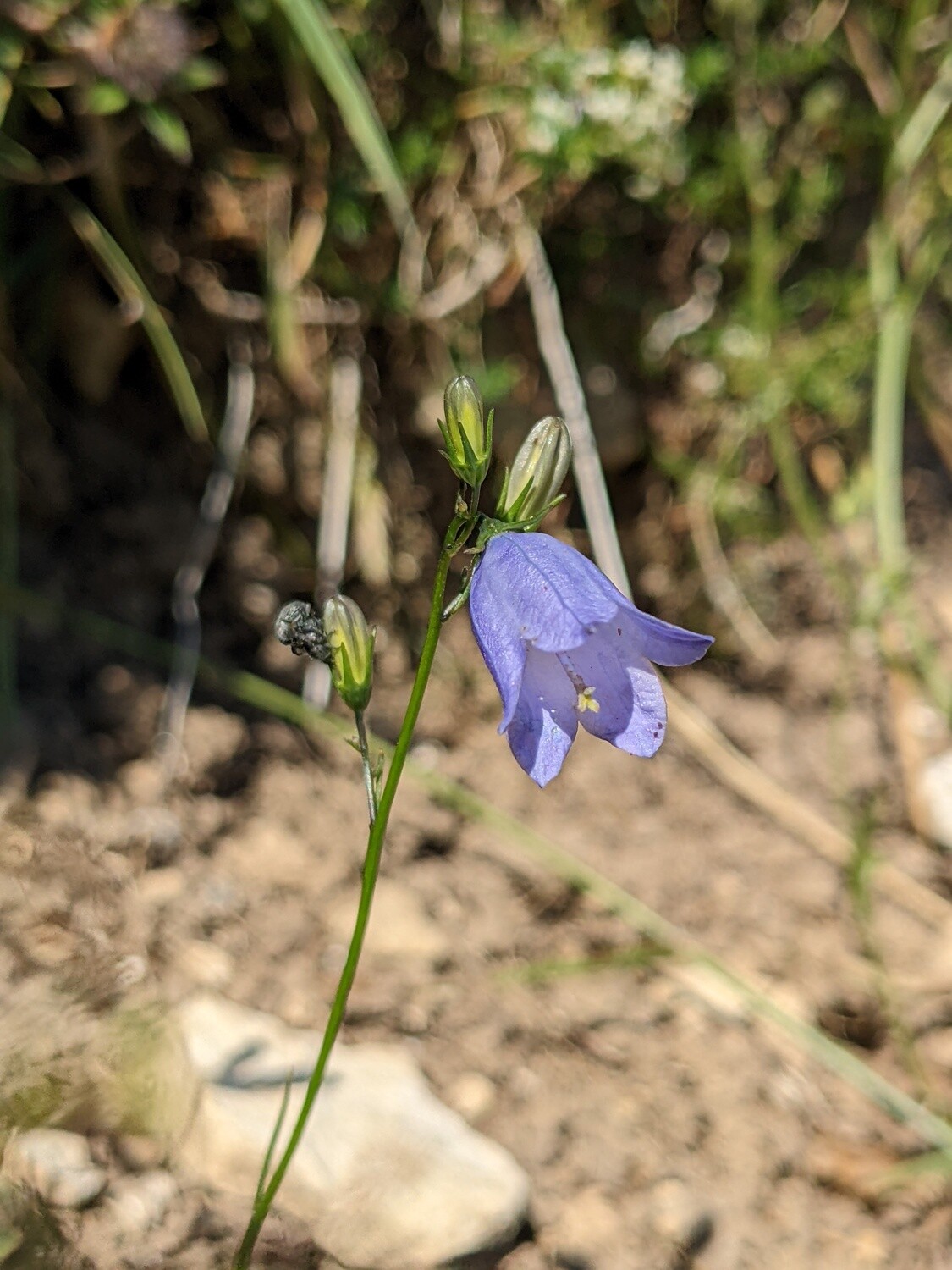 Harebell - Identification and facts