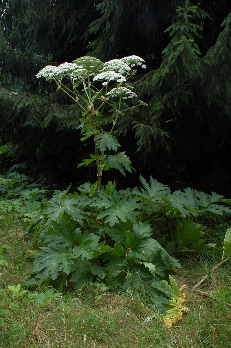 Giant Hogweed Vs Common Hogweed