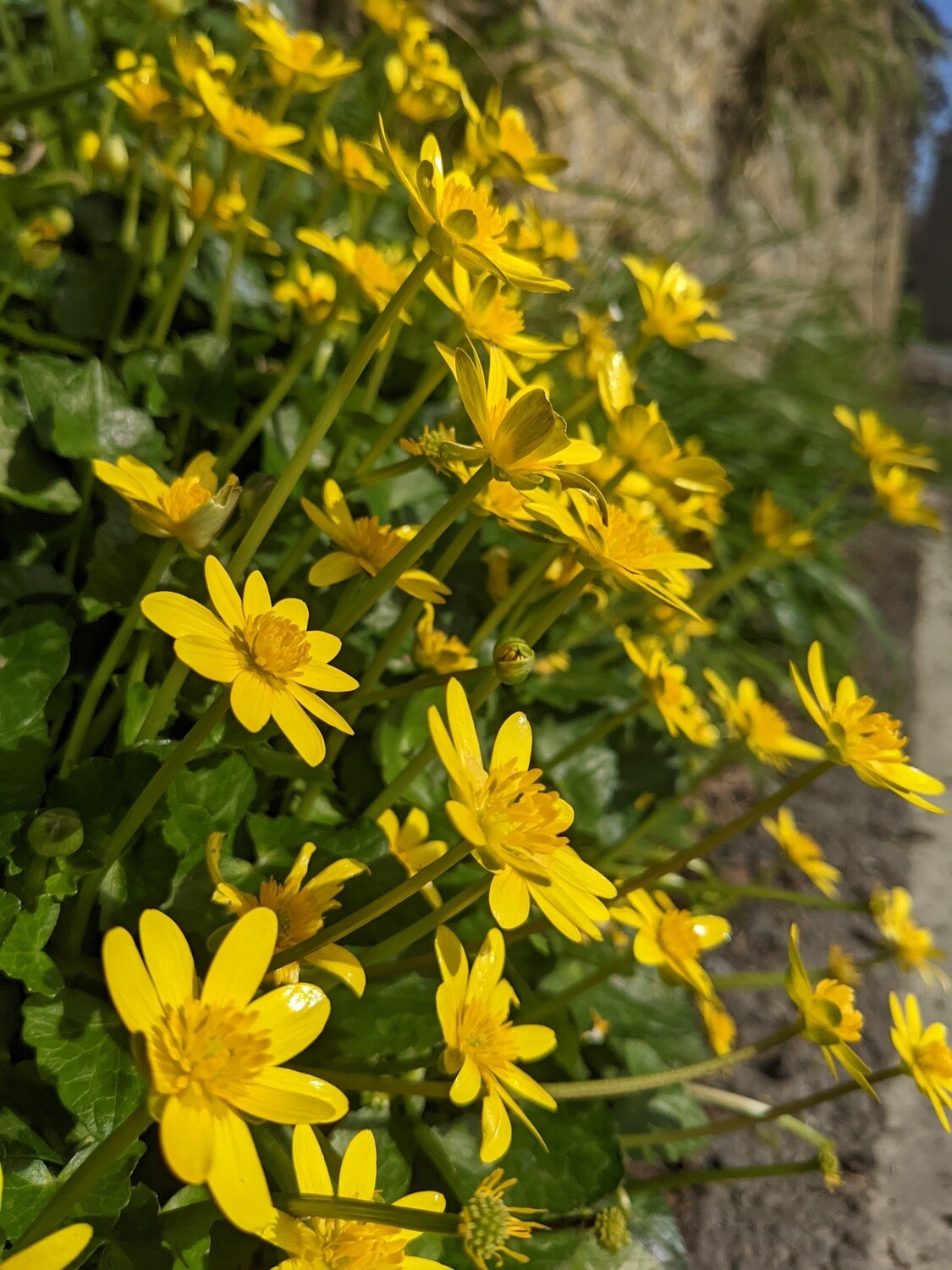 Lesser Celandine - Identification and facts