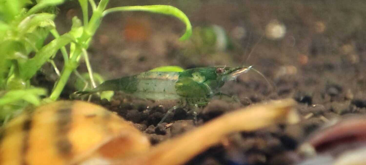green Rili Garnele - Neocaridina davidi "green Rili"