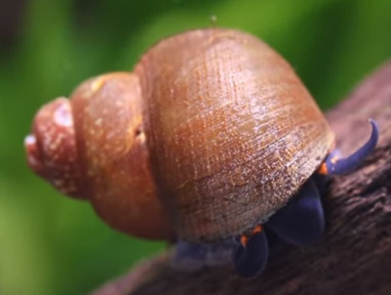 Blue Berry Snail - Notopala sp. - Viviparus sp. Blue Berry Snail - Notopala sp. - Viviparus sp.