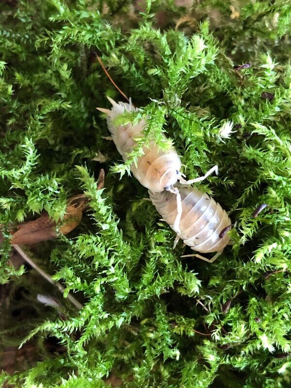 Porcellio laevis - white