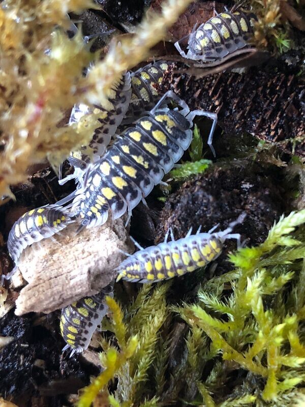 Porcellio haasi high yellow
