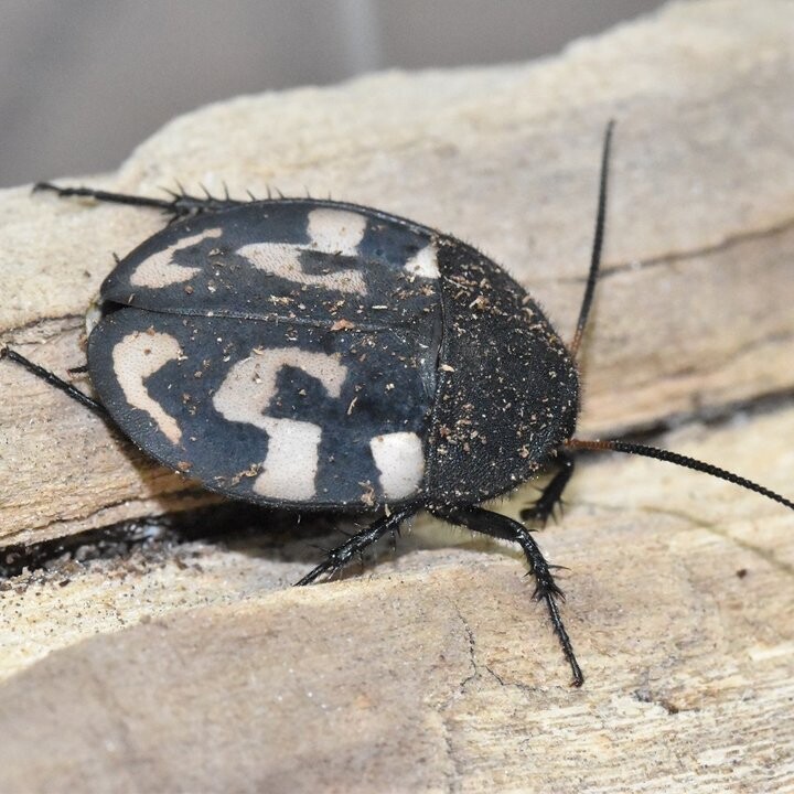 Therea olegrandjeani indische Käfer-Schabe