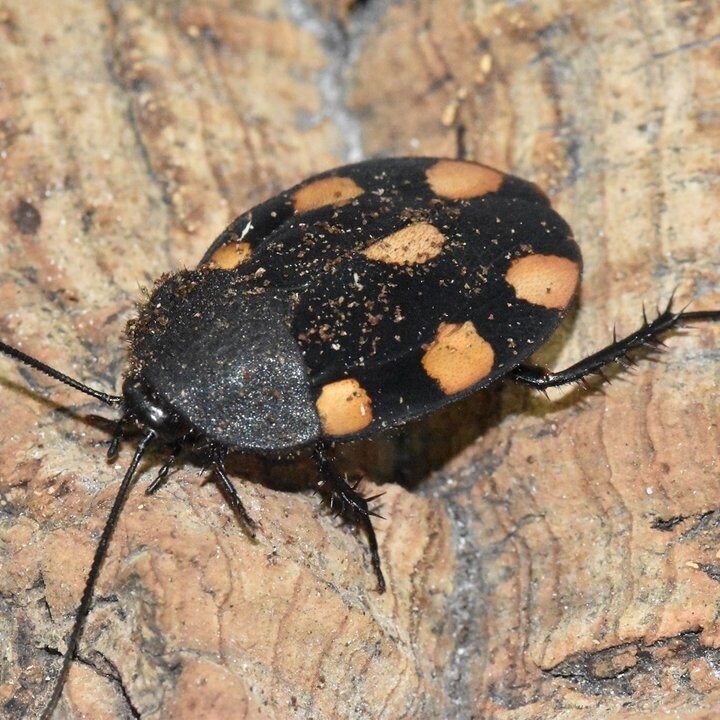 Therea regularis indische Käfer-Schabe
