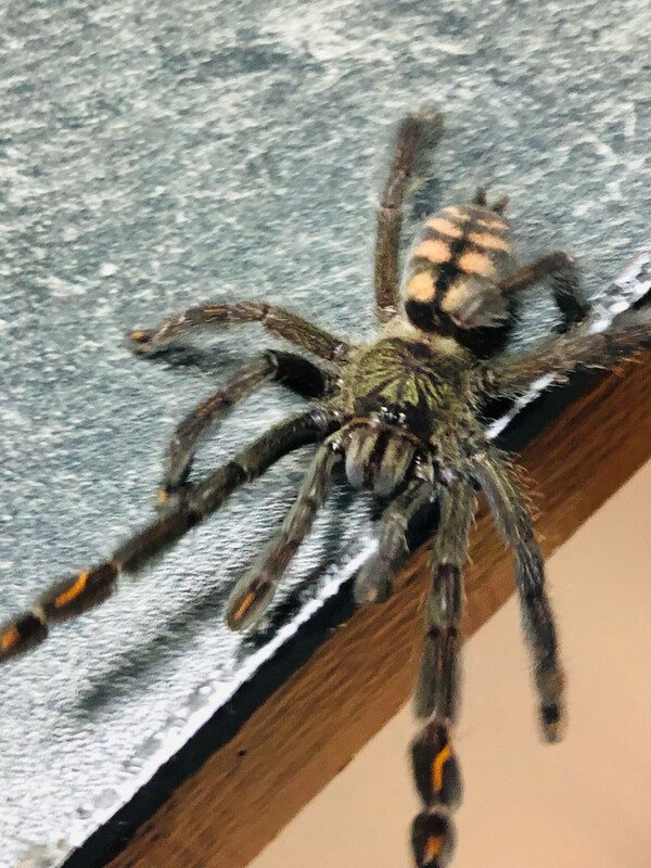 Psalmopoeus irminia (4cm KL)