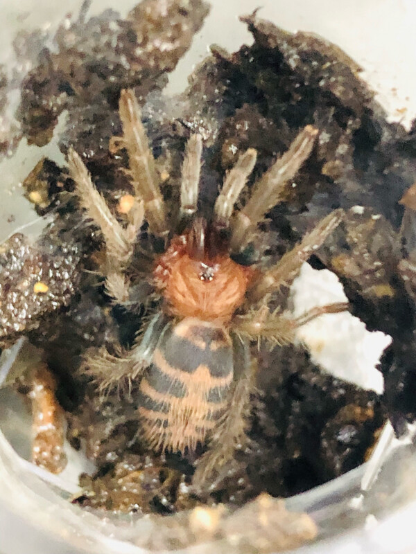 Davus fasciatus (1,5cm KL)