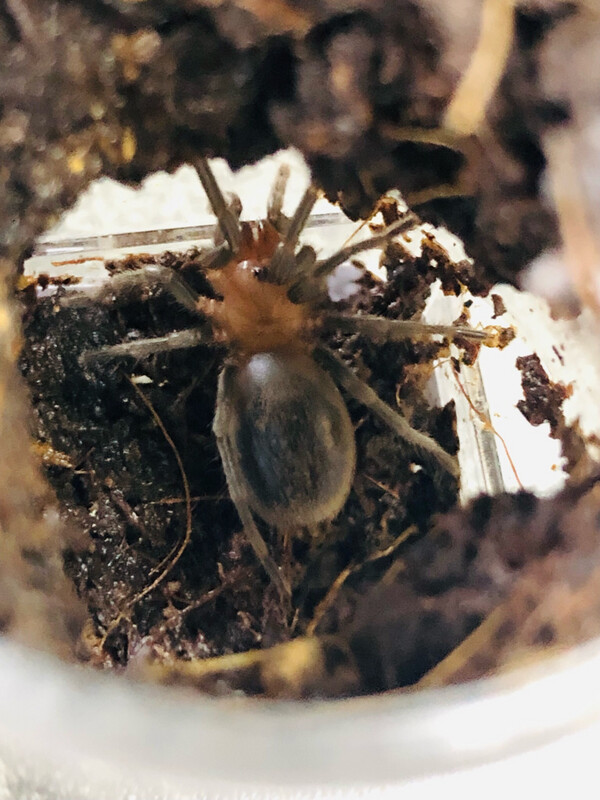 Bumba horrida (ex cabocla) (1,5cm KL)