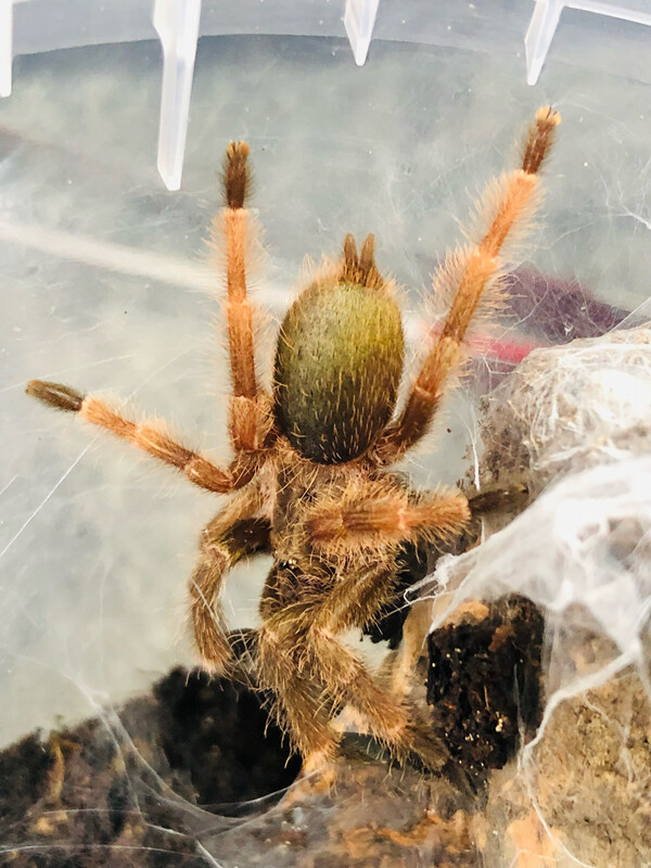 Psalmopoeus reduncus (3cm KL)