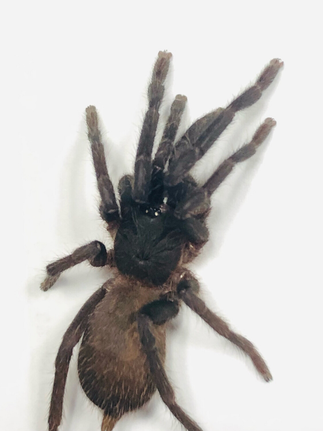 Orphnaecus sp blue Quezon (3cm KL)