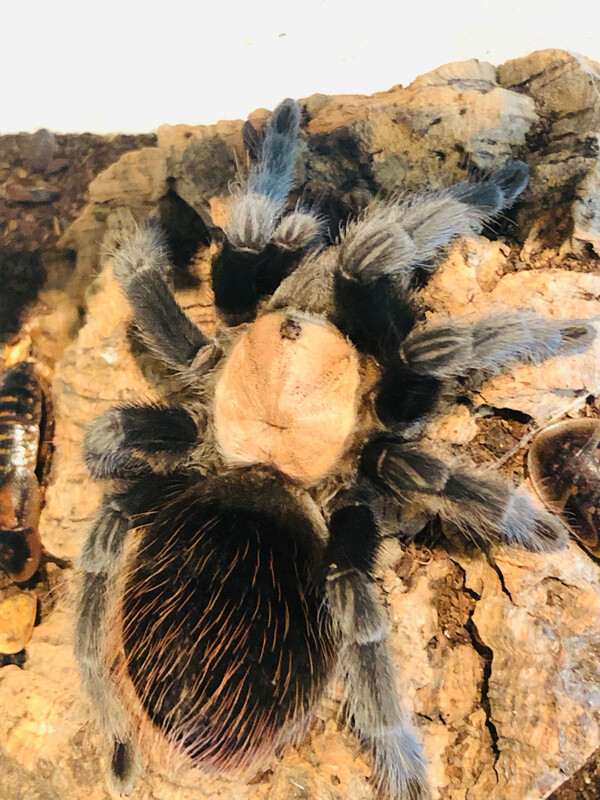 Brachypelma albiceps (adult 6cm KL)