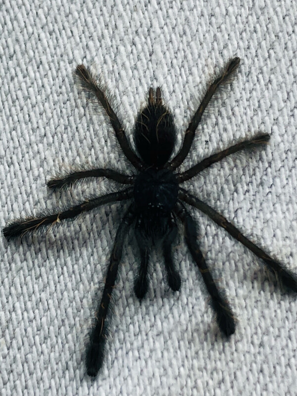 Omothymus violaceopes - ex Lampropelma (2cm KL)