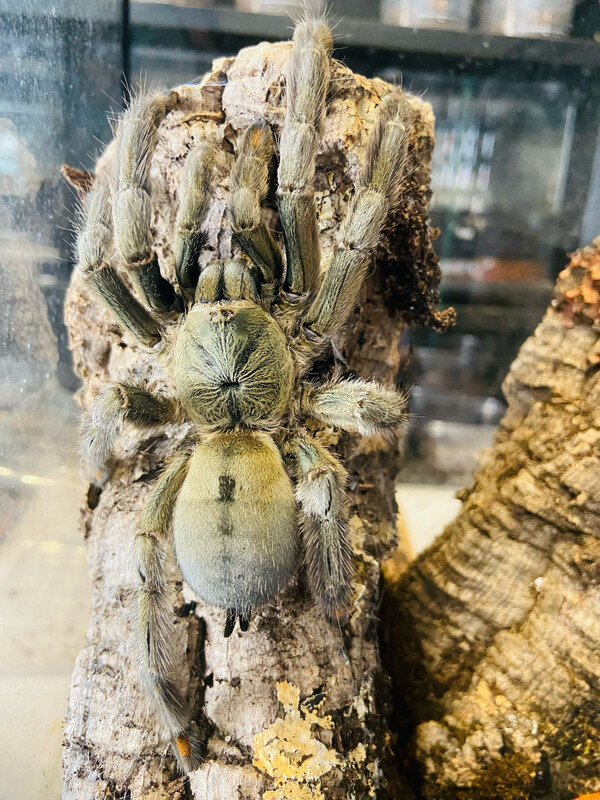 Psalmopoeus cambridgei (6cm KL)