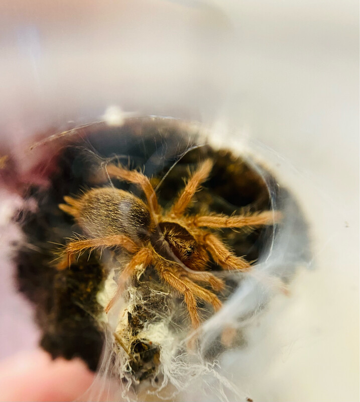 Neoholthele incei gold (1cm KL)