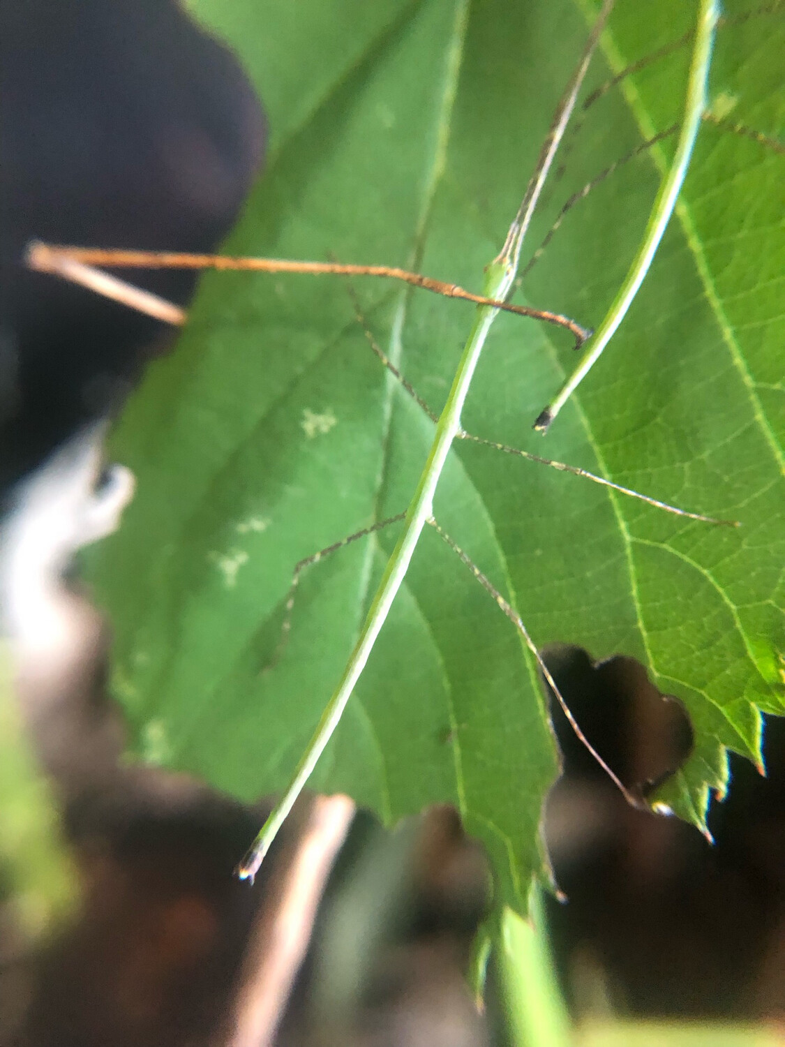 Pterulina distinctissima Stabschrecke Jungtier