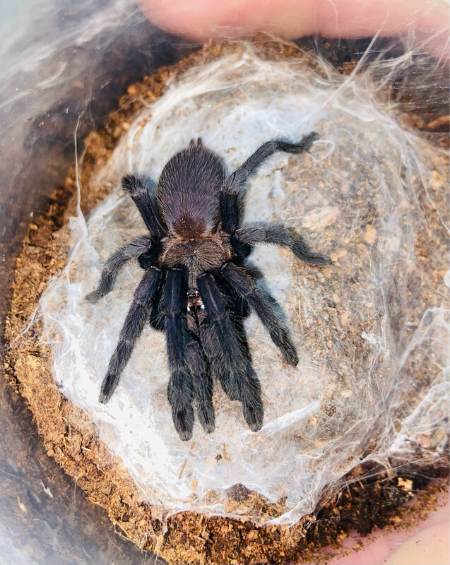 Orphnaecus sp. blue Quezon (3cm KL)