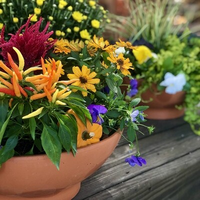 Brookside Nursery -Online