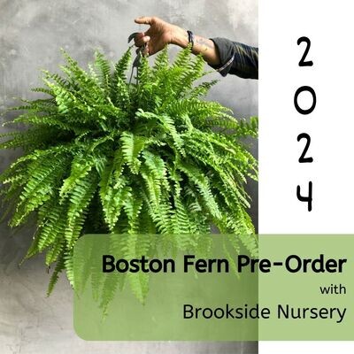 Brookside Nursery -Online